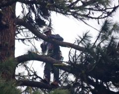 2 Rivers Tree Service: Boise Arborist & Lot Clearing Company